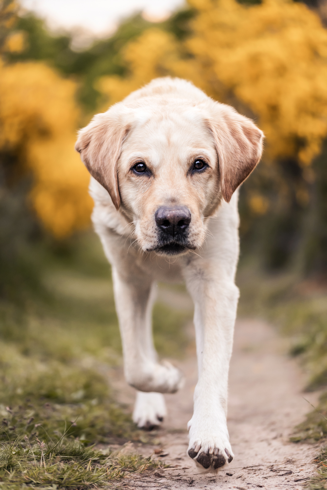 professionelle Tierfotografie Hundefotografie Fotograf